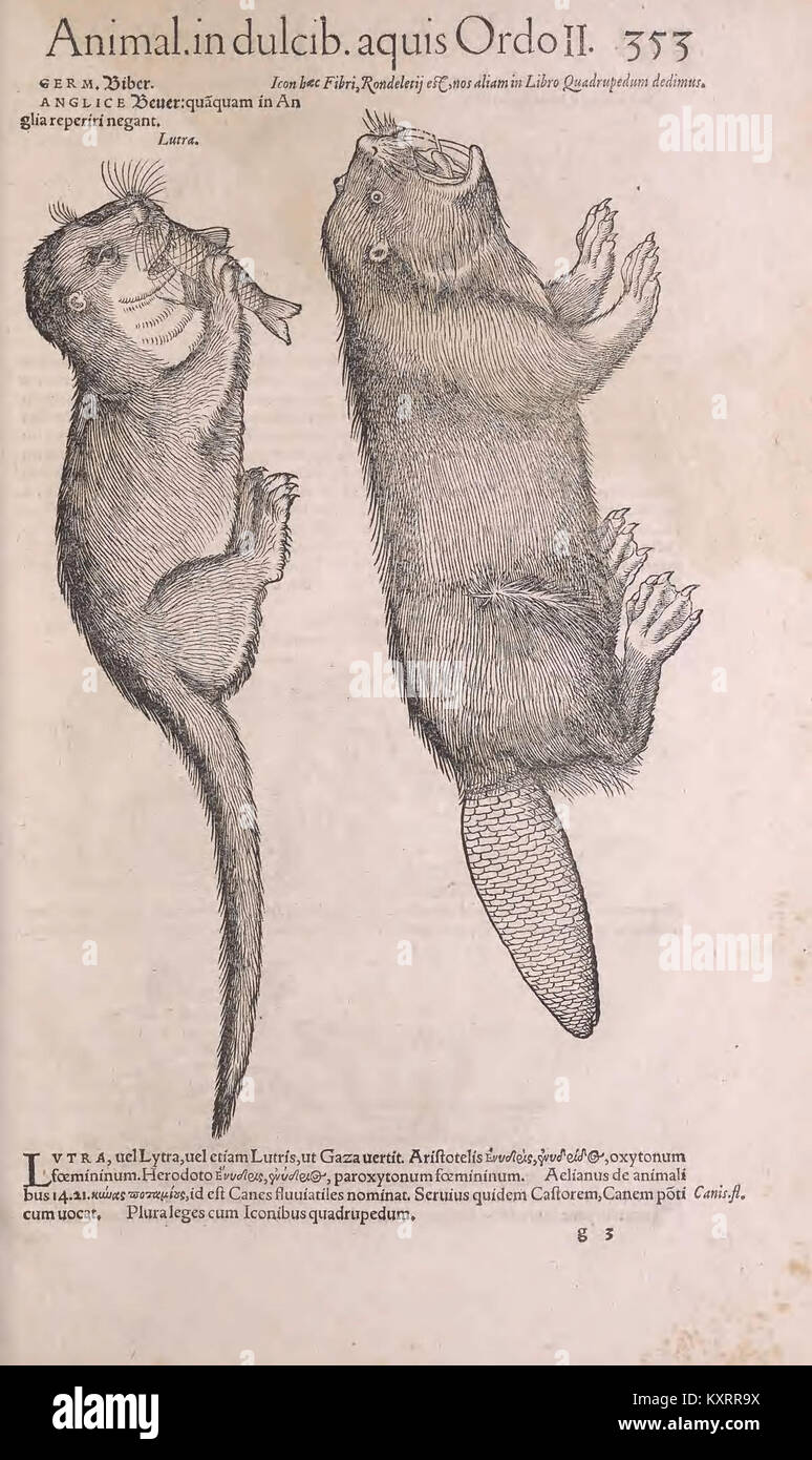This page from Gesner's 'Historia animalium' (Book II) focuses on ...