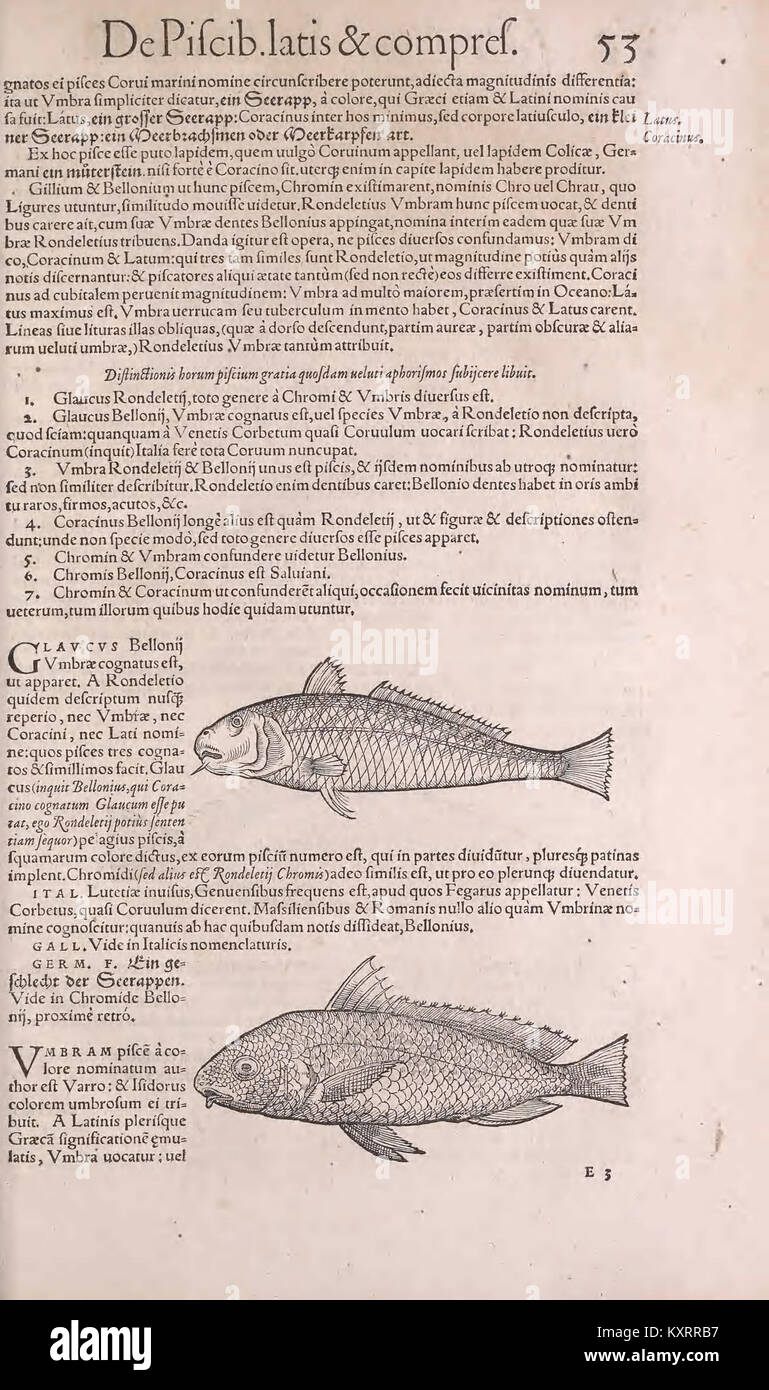 Page 53 from Conrad Gesner’s 'Historiæ animalium' Book II, featuring ...