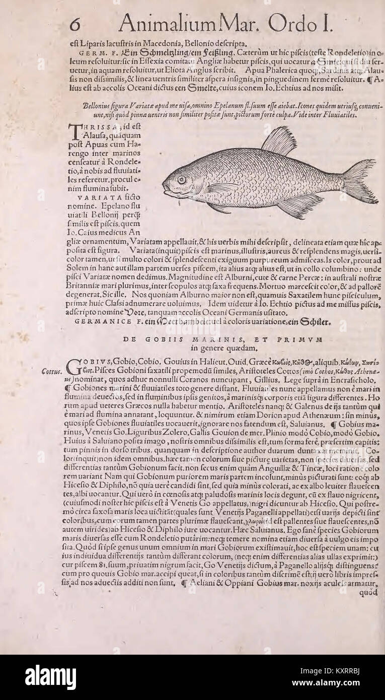 A page from Conrad Gesner's 'History of Animals,' published in the 16th ...