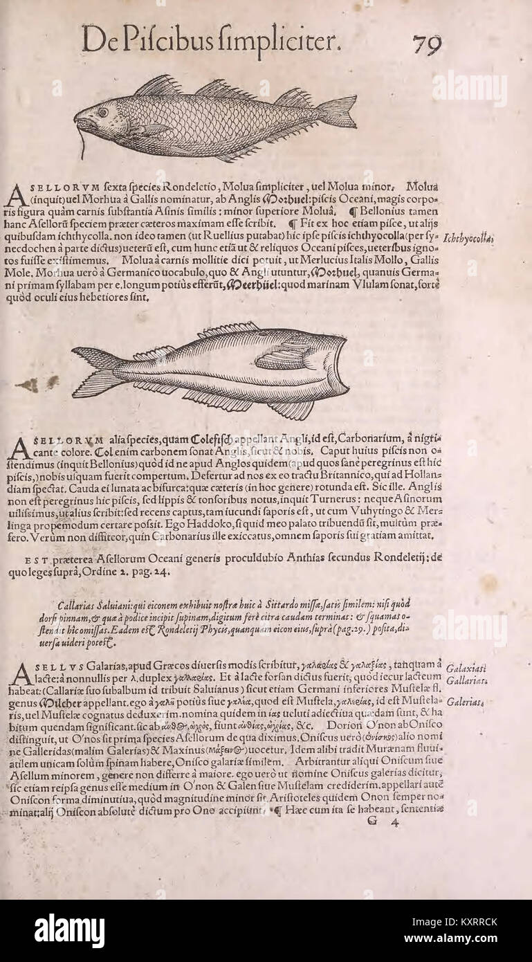 A 16th-century page from Conrad Gesner’s 'Historiae animalium', a ...