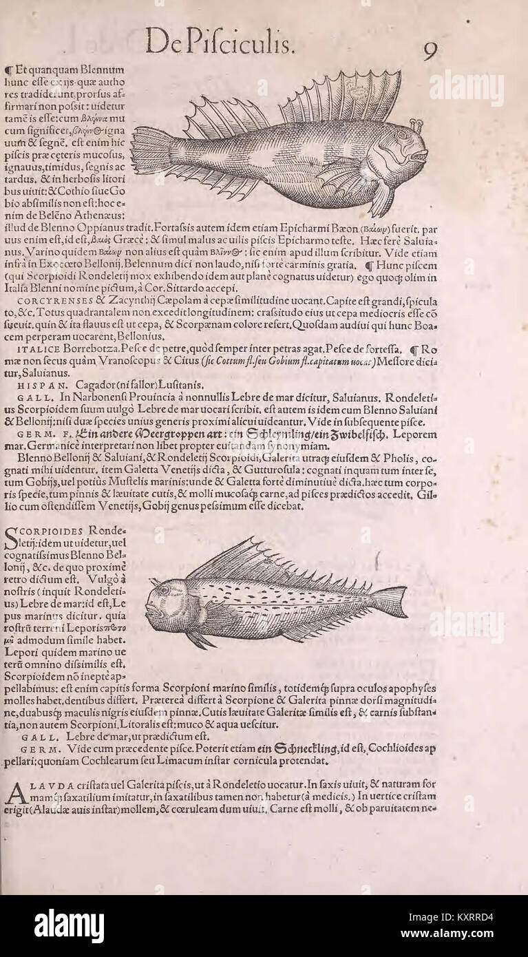 A page from Conrad Gesner's *Historia Animalium* (History of Animals ...