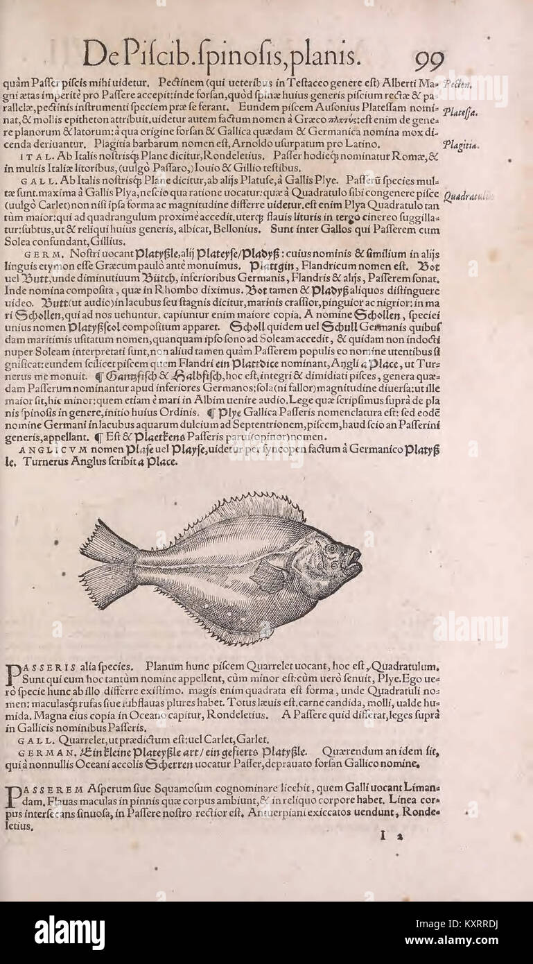 A page from 'Historia Animalium' by Conrad Gesner, a prominent Swiss ...