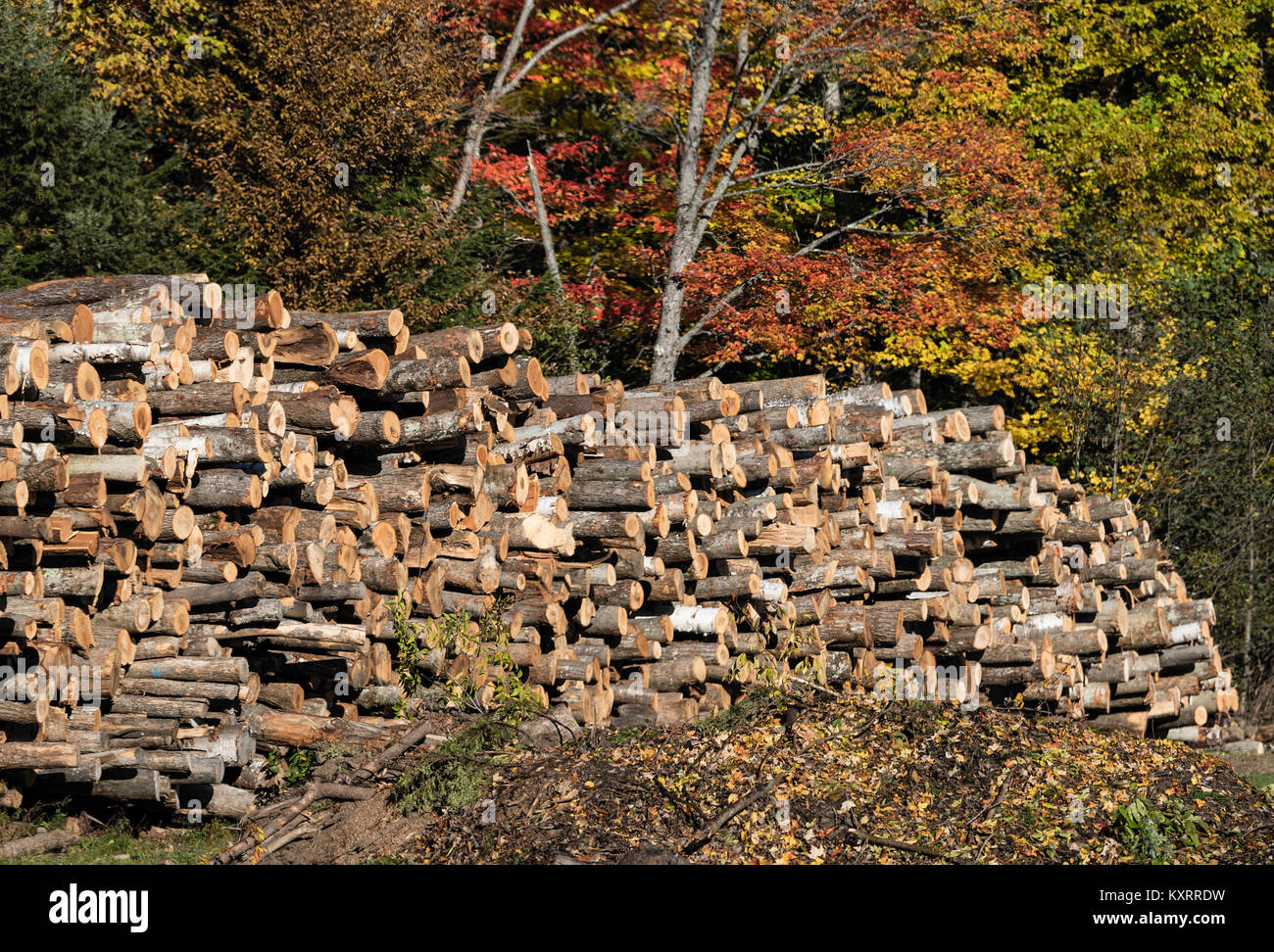 Stacks of timber logs, Vermont, USA Stock Photo - Alamy