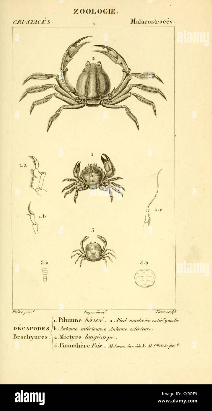 This plate is from the work *General Considerations on the Class ...