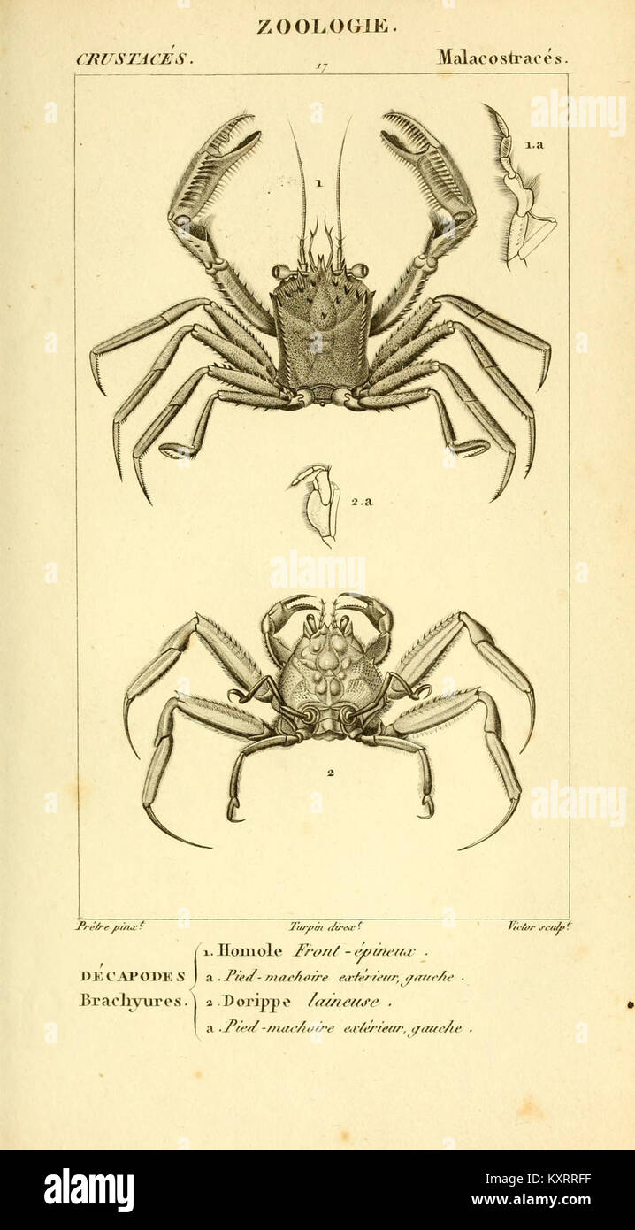 'Considérations générales sur la classe des crustacés' explores the ...