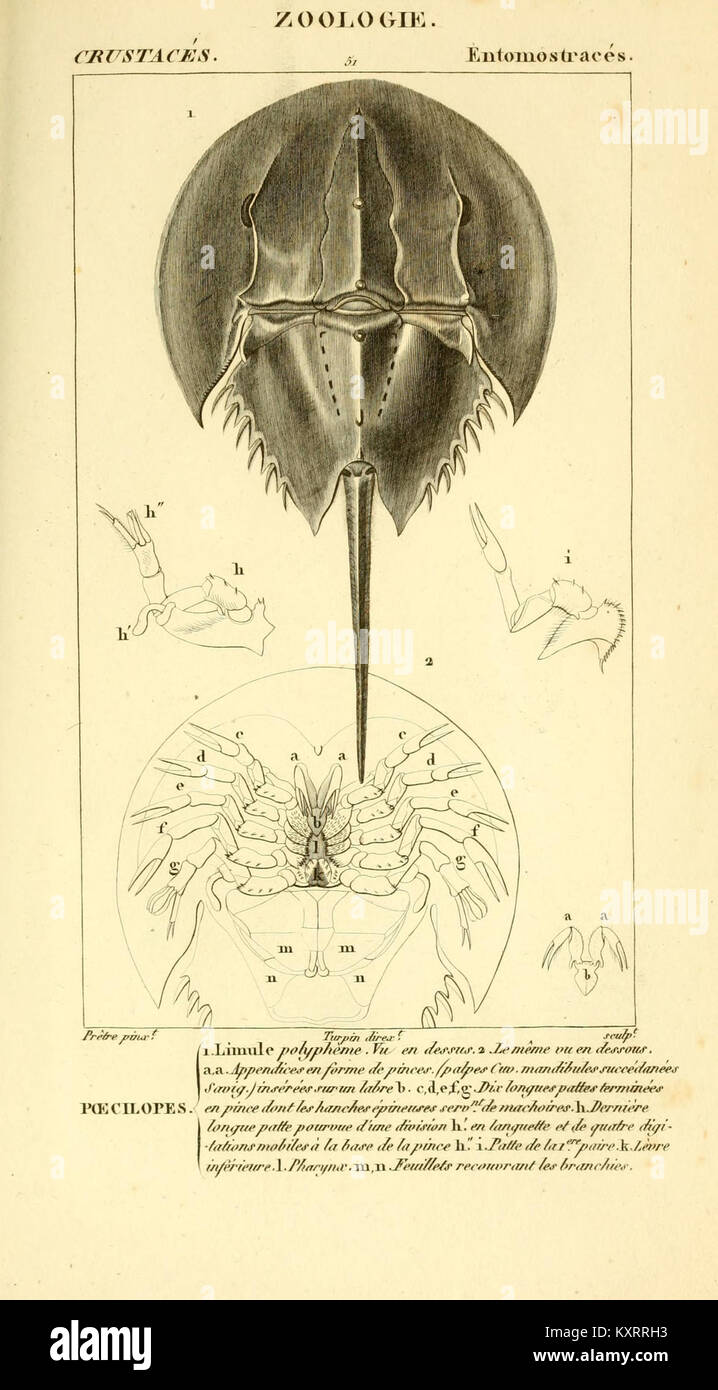 This 19th-century illustration from 'Considérations générales sur la ...