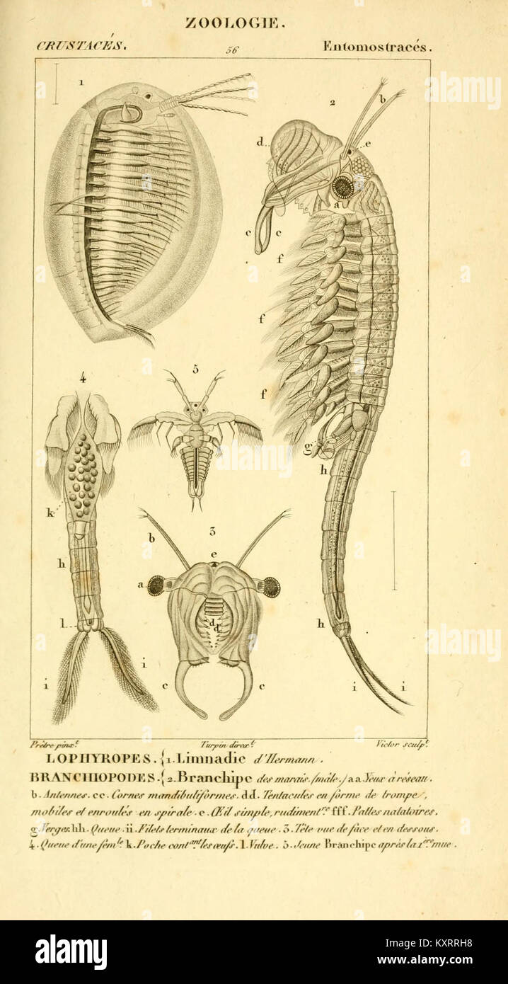 An illustration from *Considérations générales sur la classe des ...