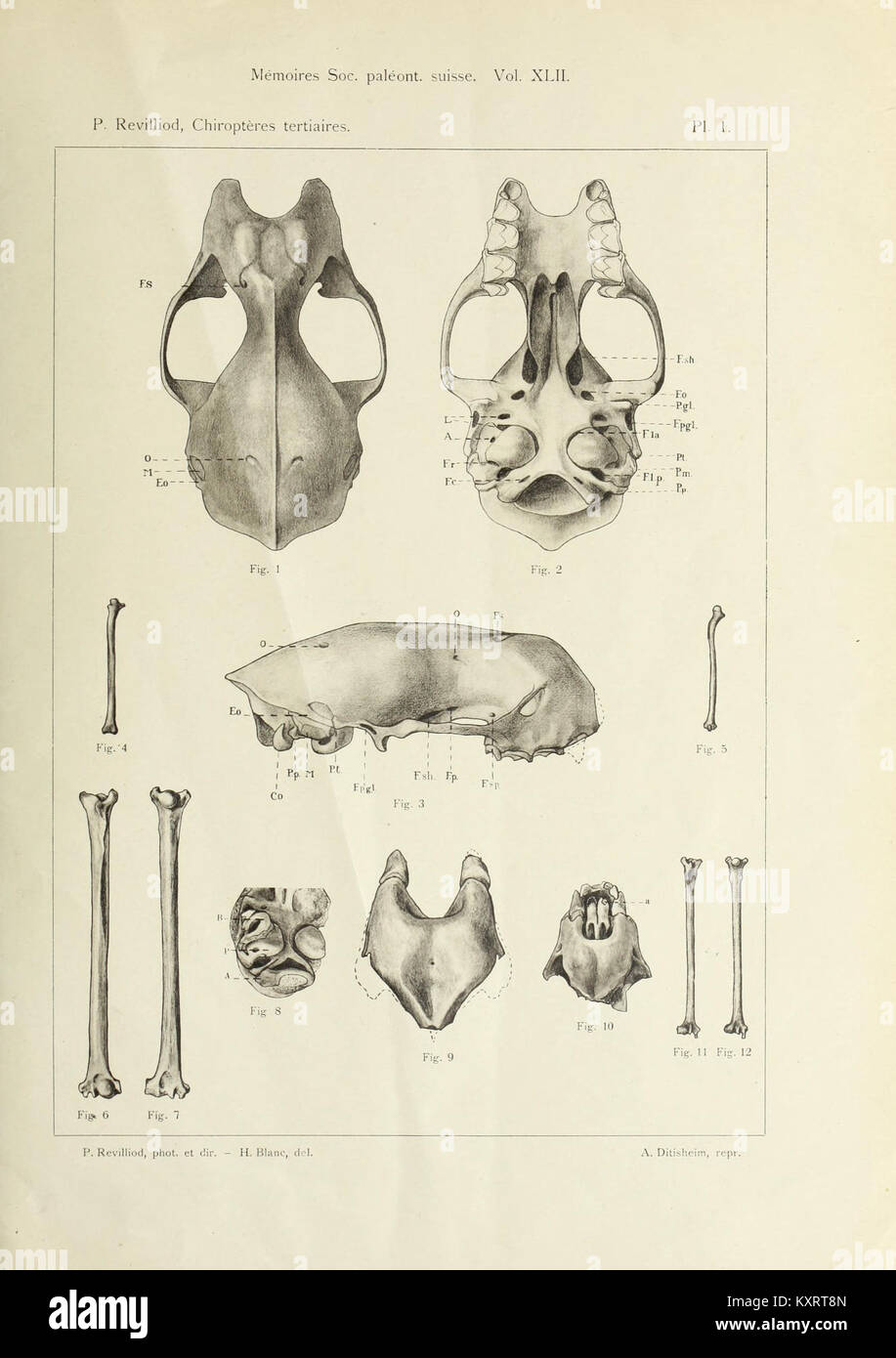 Understanding mammalian biology hi-res stock photography and images - Alamy