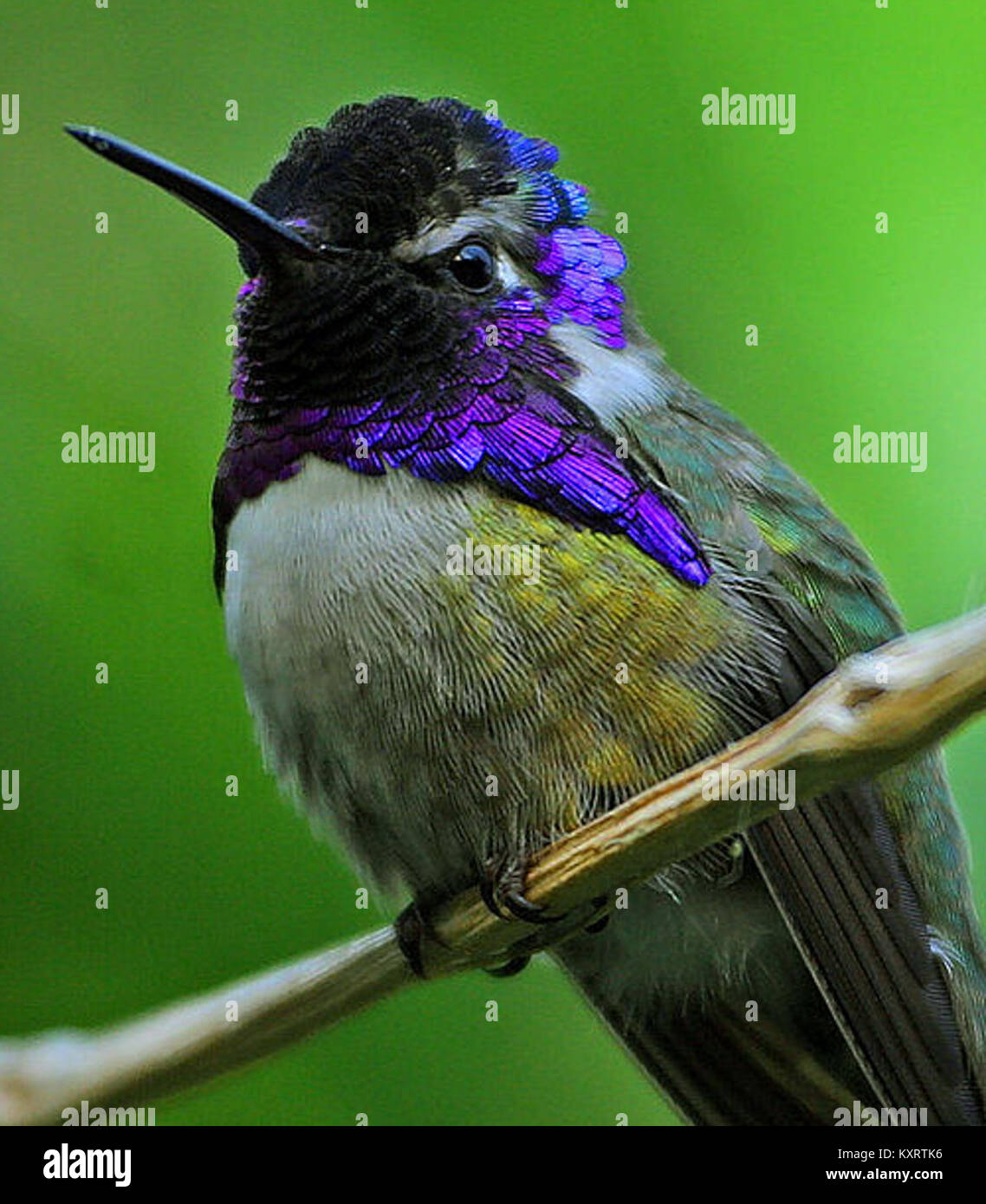 Costa's hummingbird (Calypte costae)-cropped Stock Photo - Alamy
