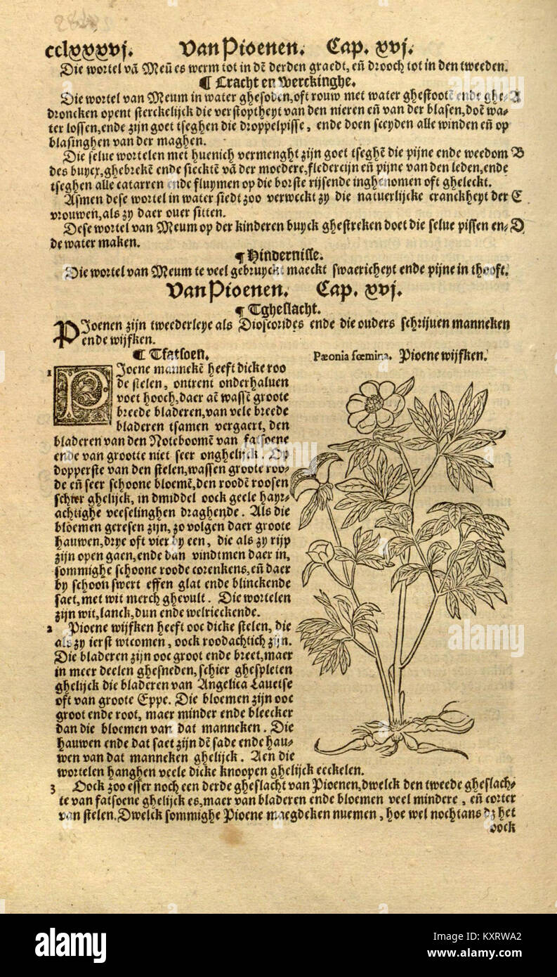 1500s medical knowledge hi-res stock photography and images - Alamy