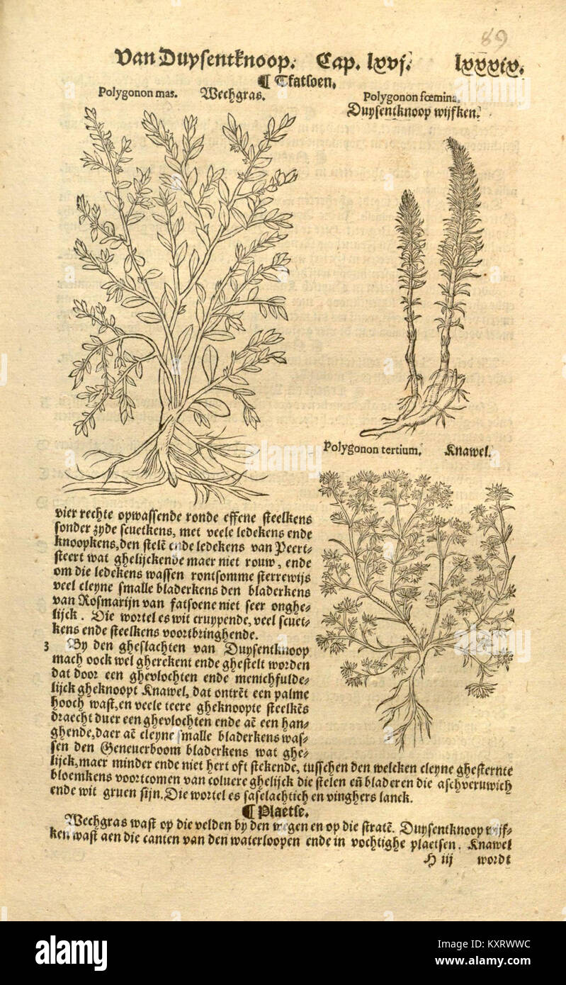 "This page from the 19th-century scientific work 'Cru de boeck' focuses ...