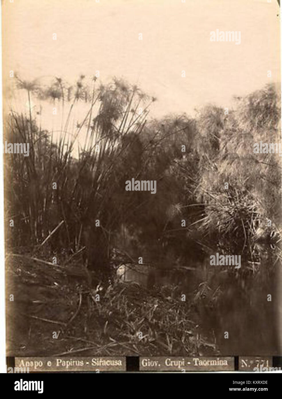 This artwork by Giovanni Crupi, created between 1849 and 1925, depicts ...