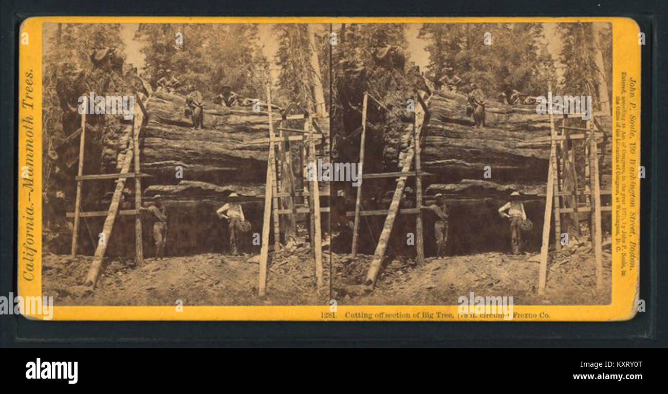 Tree cutting 19th century hi-res stock photography and images - Alamy