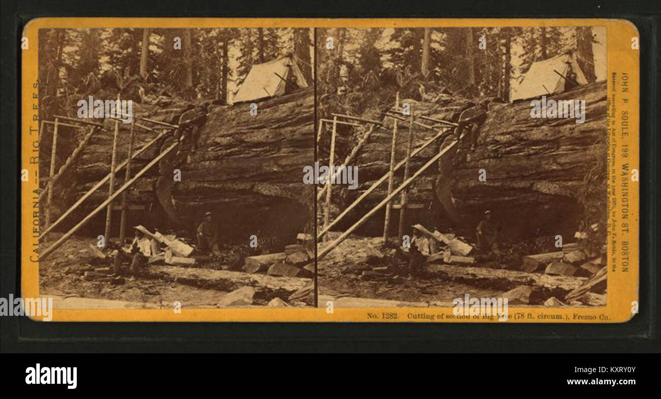 Cutting off section of big tree, (78 ft. circum.) Frezno (sic)Co, by ...
