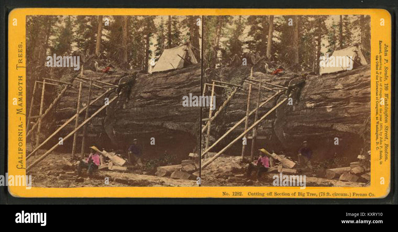 Cutting off section of big tree, (78 ft. circum.) Frezno (sic)Co, by ...