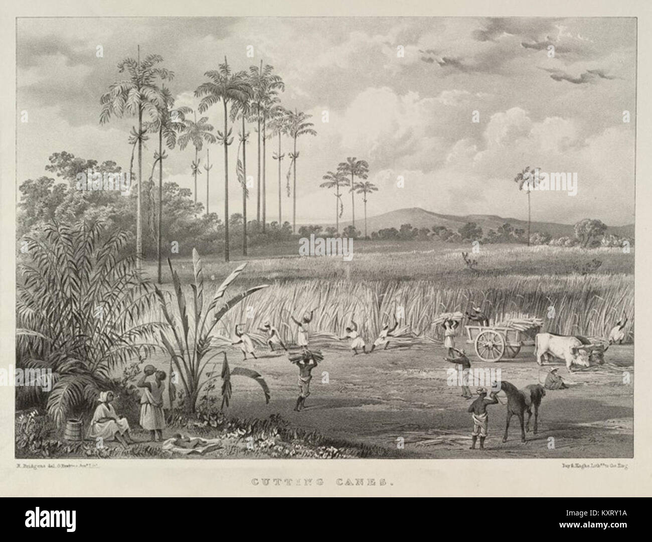 Cutting cane trinidad hi-res stock photography and images - Alamy