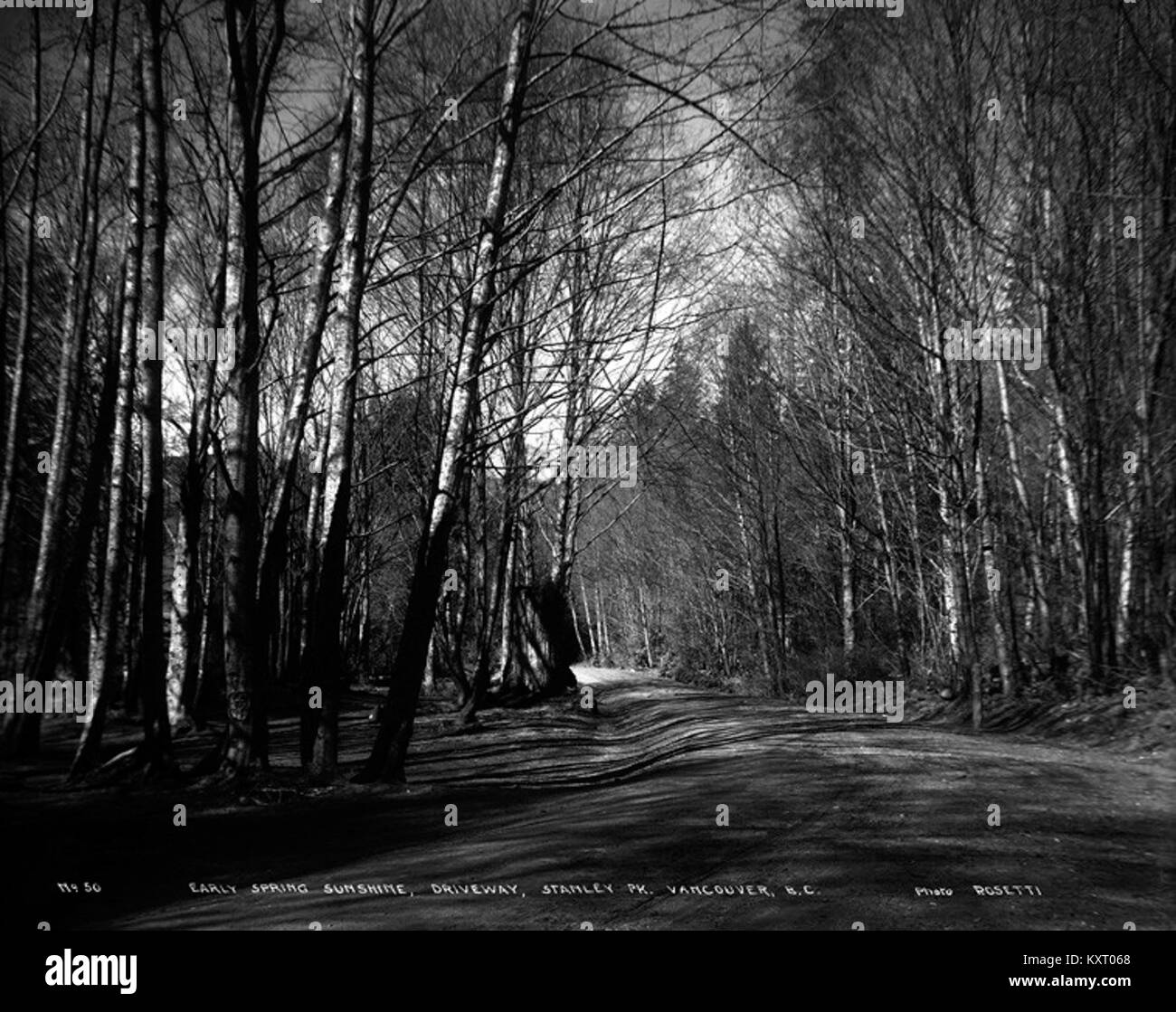 This photograph captures the early spring sunshine on a driveway in ...