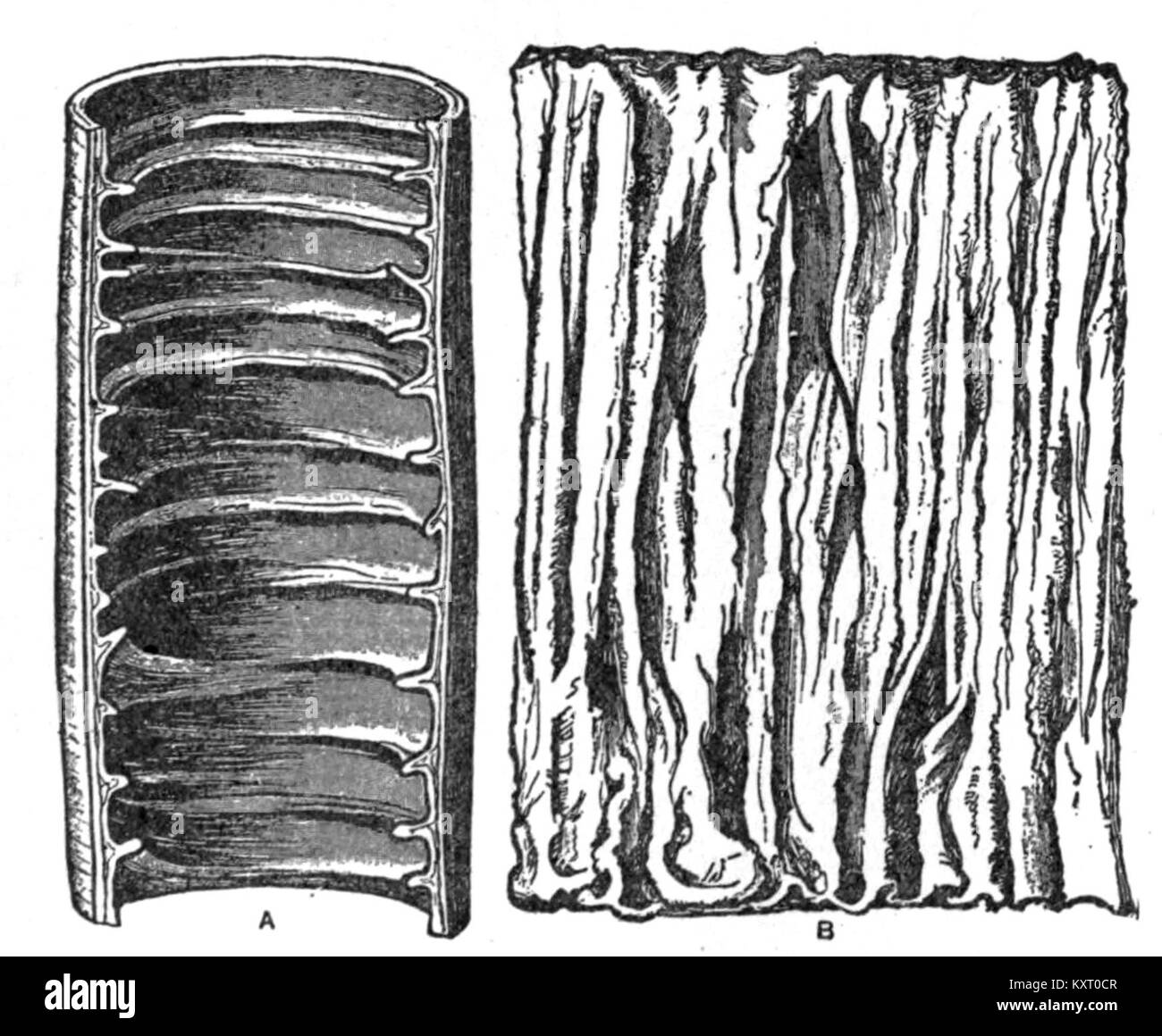 Structure small intestine Black and White Stock Photos & Images - Alamy