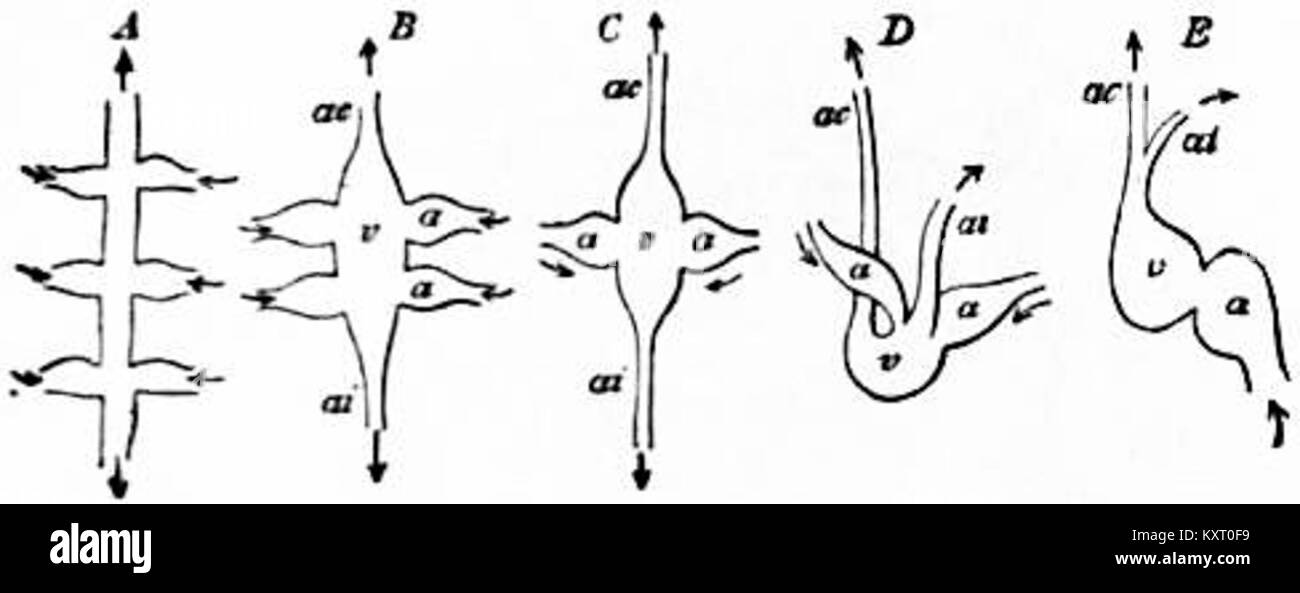 The 1911 Encyclopedia Britannica's illustration of Cephalopoda ...
