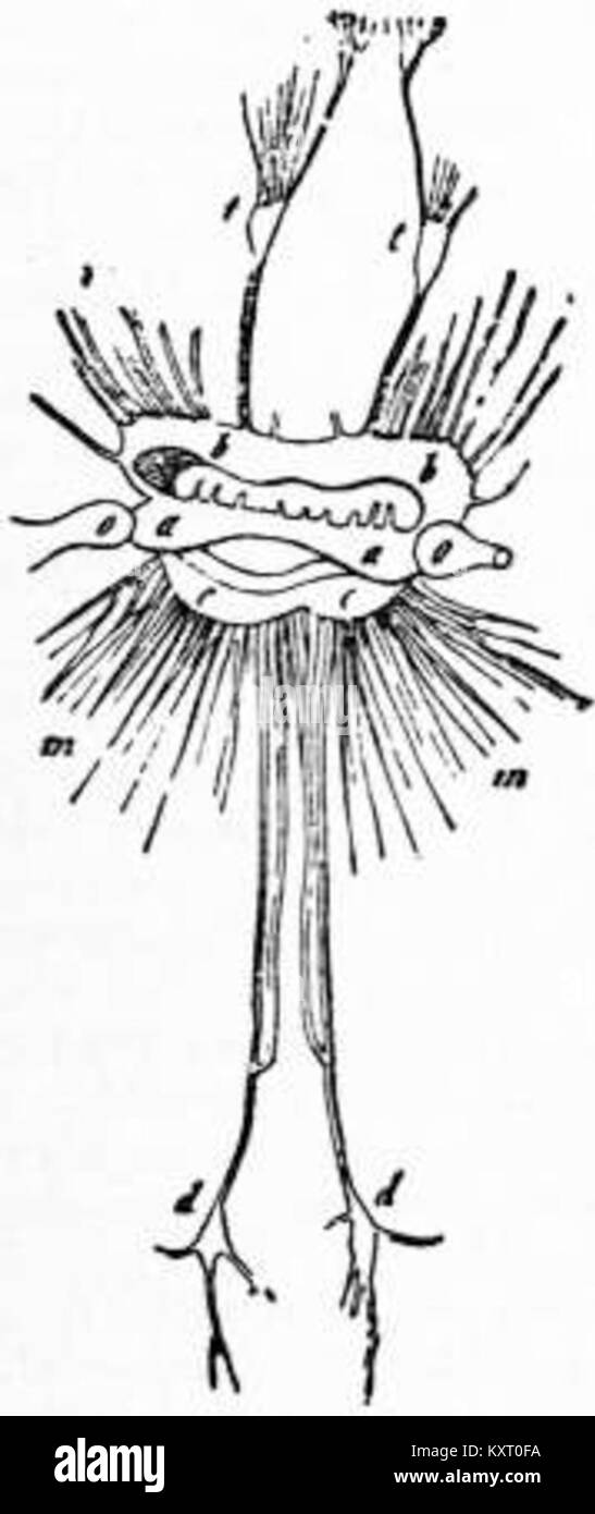EB1911 Cephalopoda Fig. 13.—Nervous system of Nautilus pompilius Stock ...