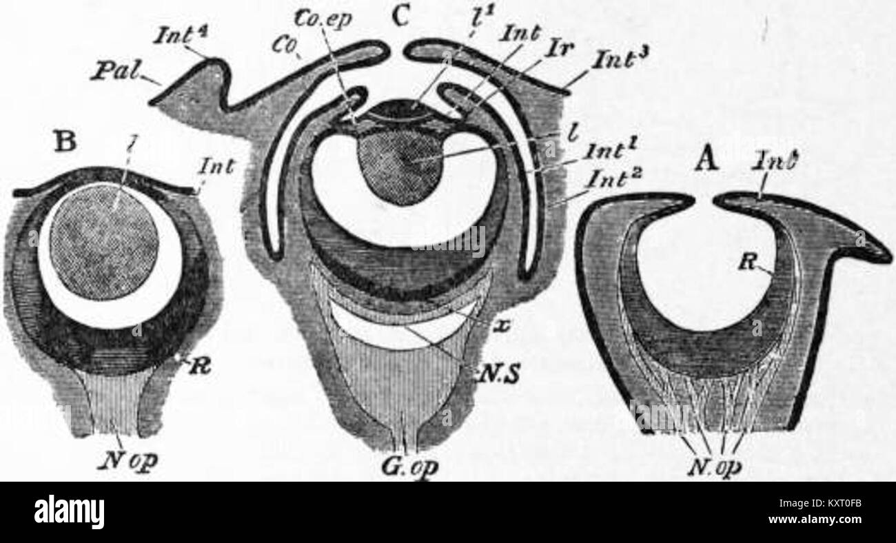 This scientific diagram from the 1911 edition of the Encyclopædia ...
