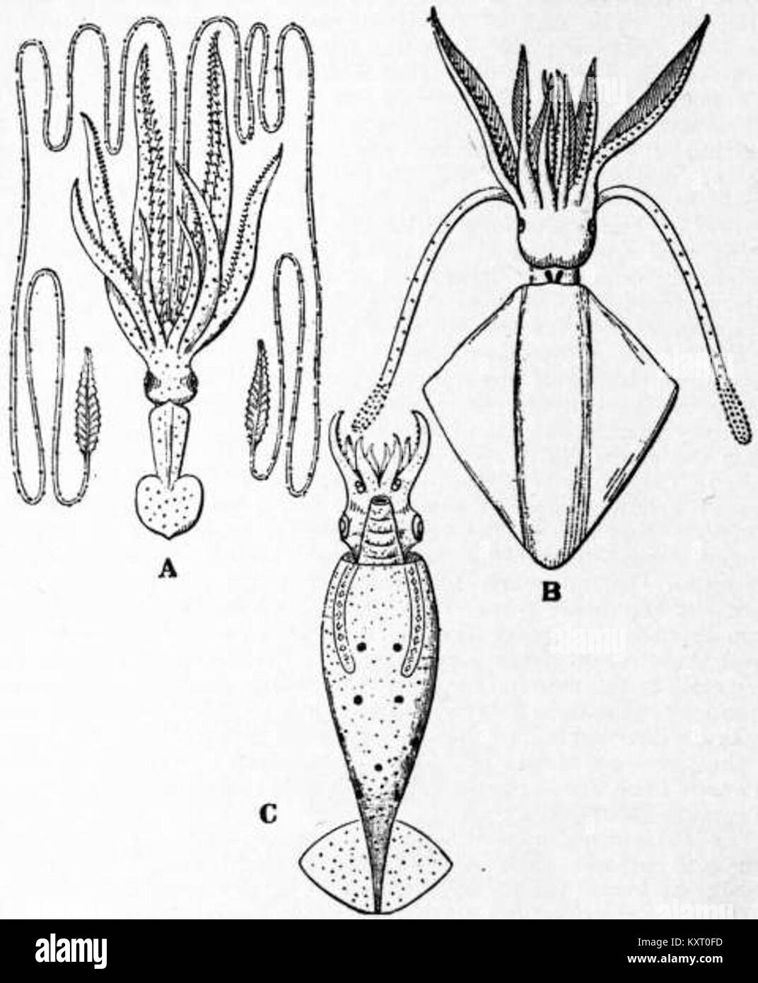 Cephalopods physiology hi-res stock photography and images - Alamy