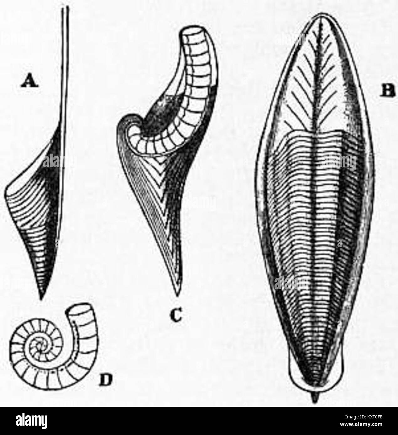 EB1911 Cephalopoda Fig. 17.—Internal Shells of Cephalopoda Stock Photo ...