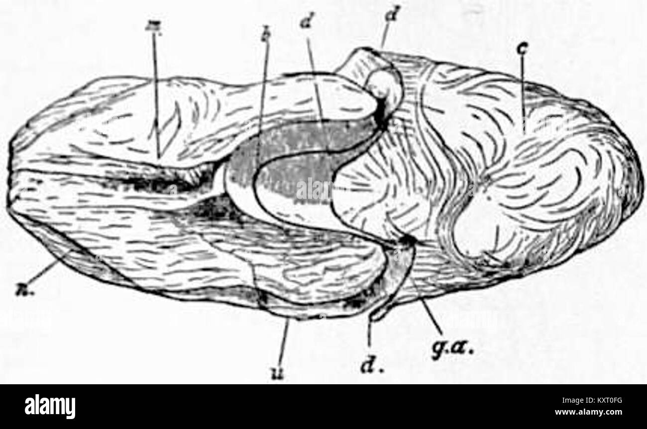 This image shows a spirit specimen of a female Pearly Nautilus, a ...