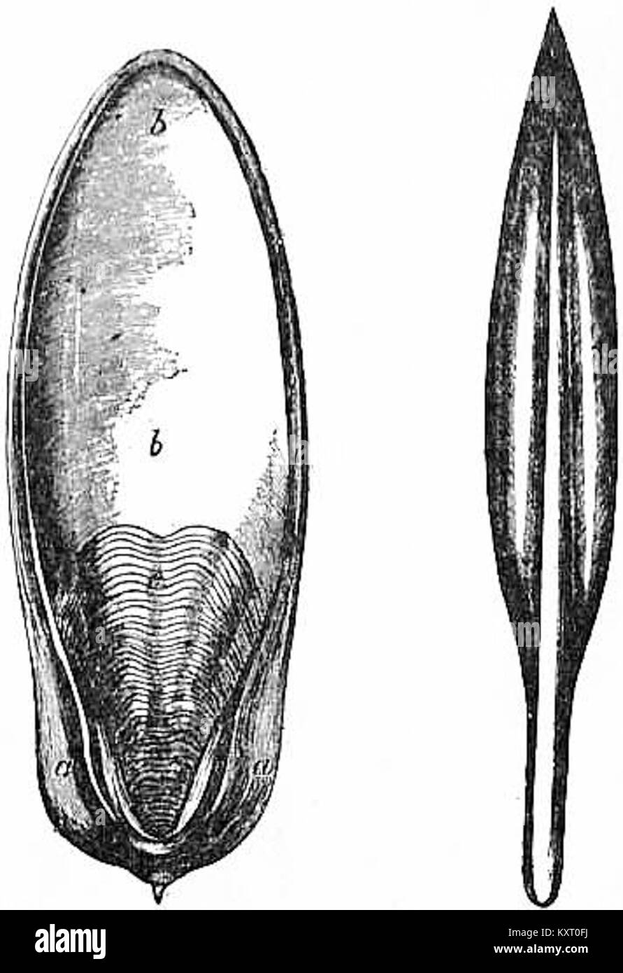 An illustration from the 1911 Encyclopaedia Britannica showing ...