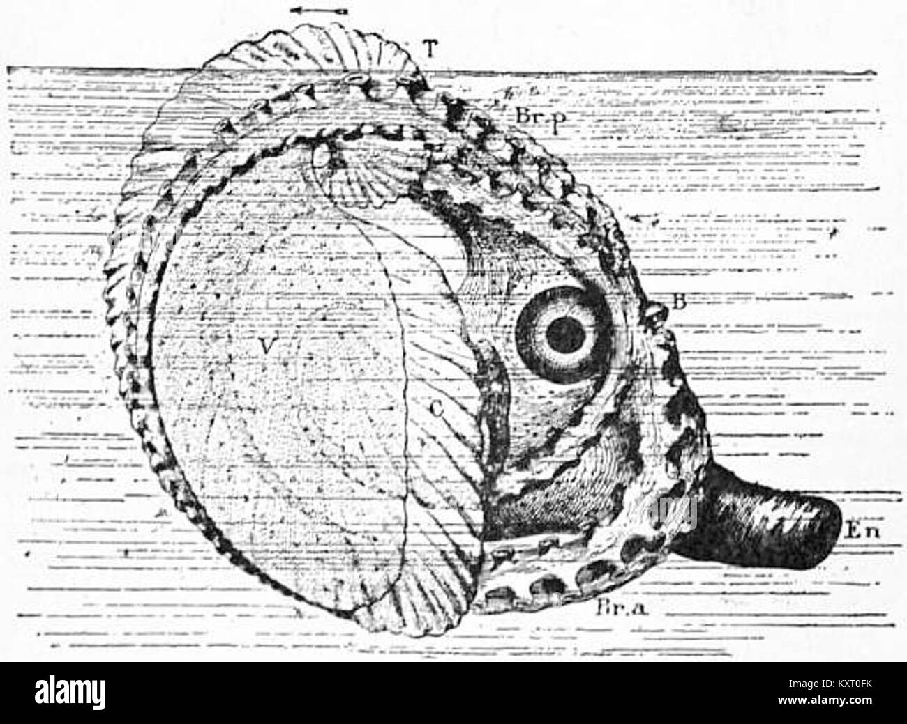 Argonaut mollusk hi-res stock photography and images - Alamy