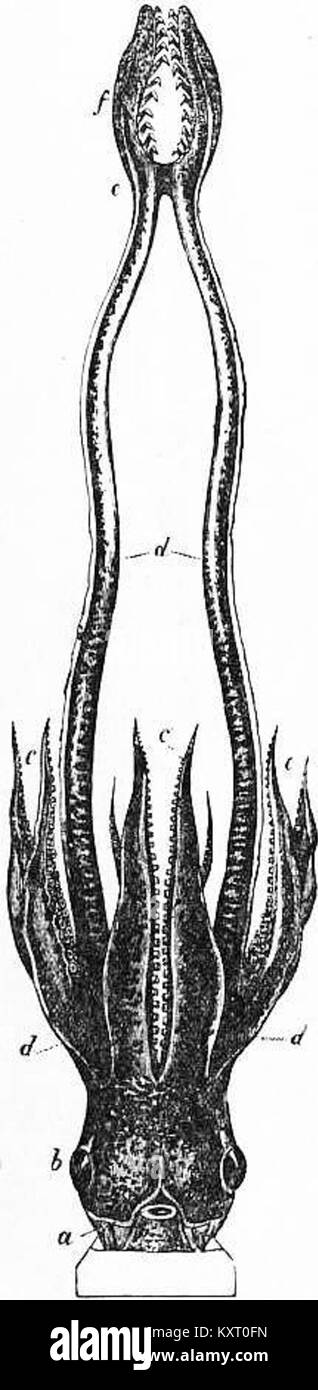 EB1911 Cephalopoda Fig. 23.—Head and circumoral processes of the fore ...