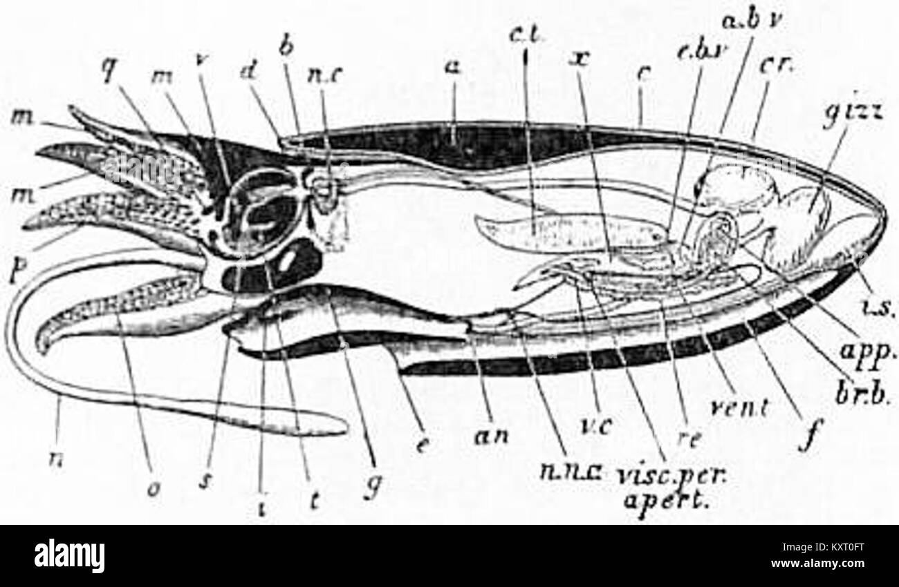 A detailed illustration from the 1911 Encyclopaedia Britannica showing ...