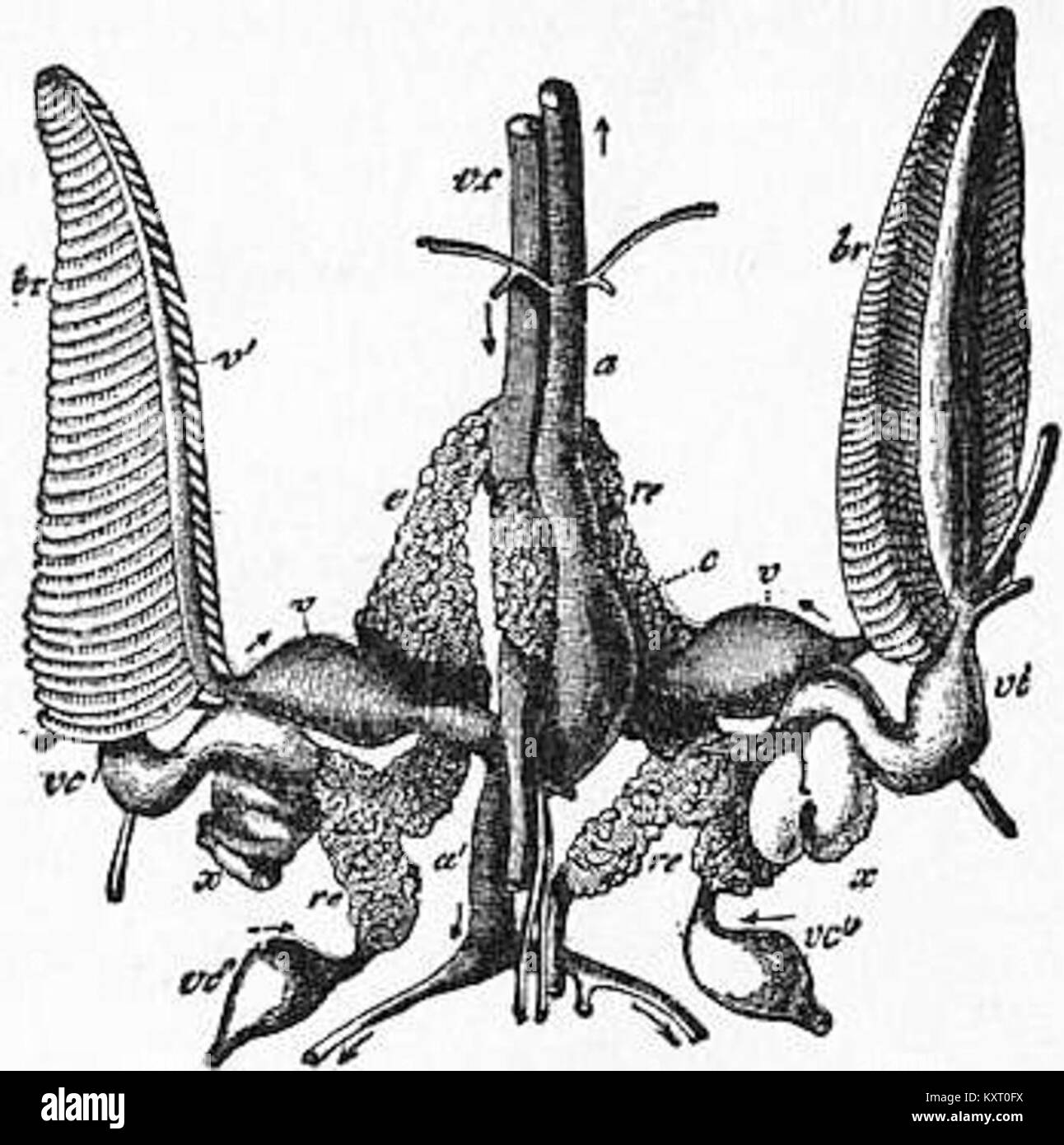 Illustration from the 1911 Encyclopaedia Britannica showing the ...
