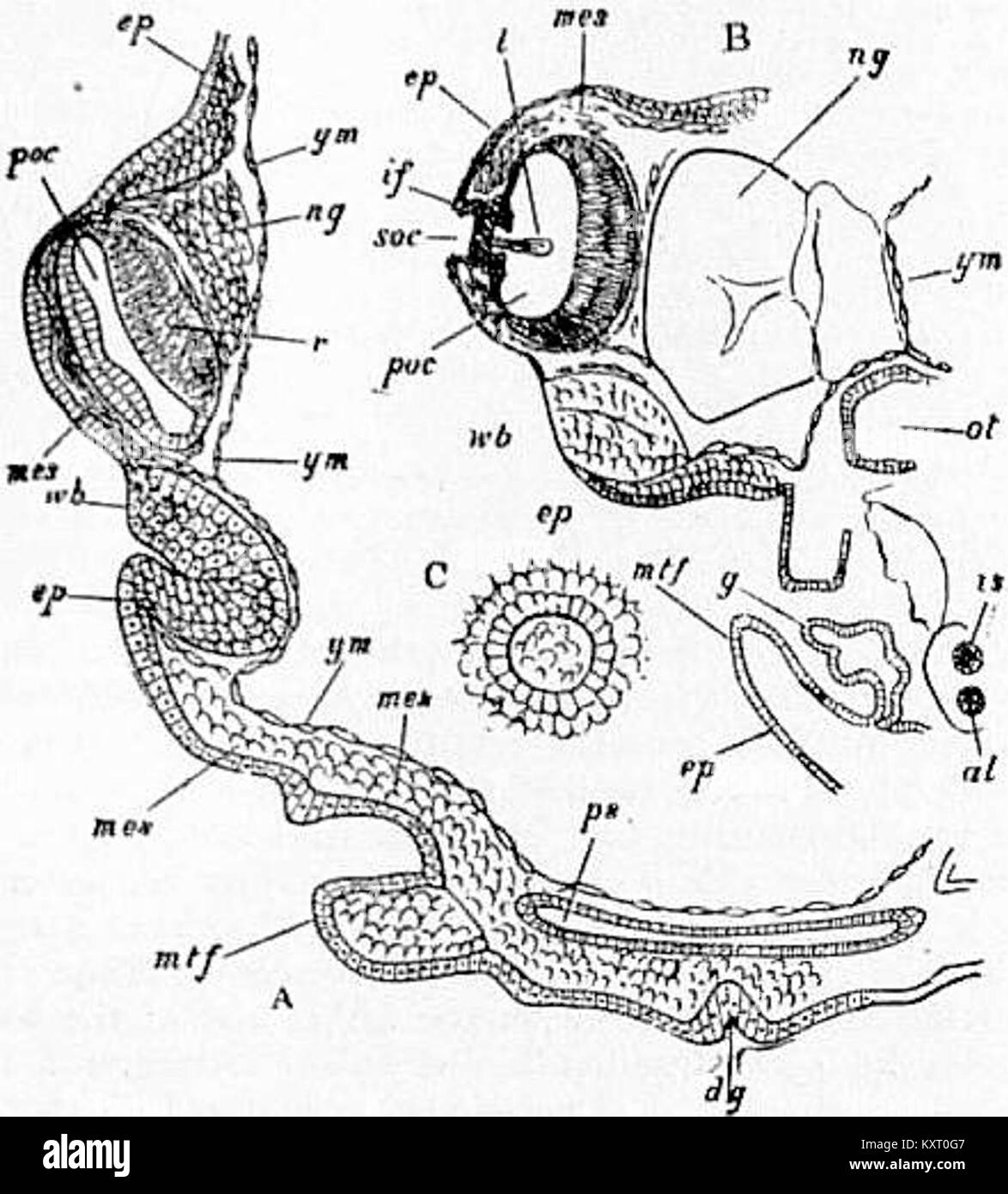 This image shows detailed illustrations of Loligo cephalopod embryos ...