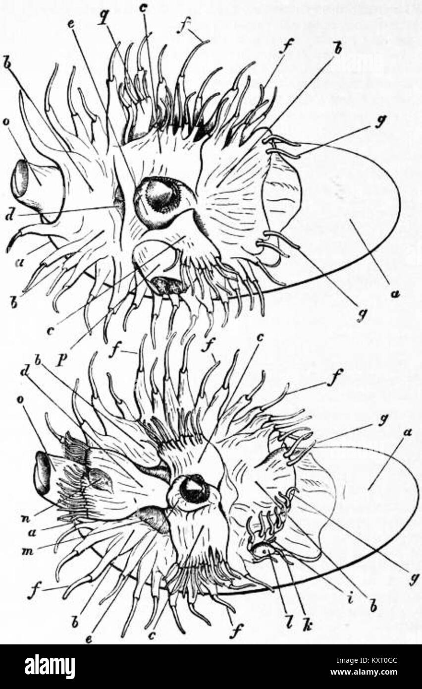 Illustration from the 1911 Encyclopedia Britannica, depicting male and ...