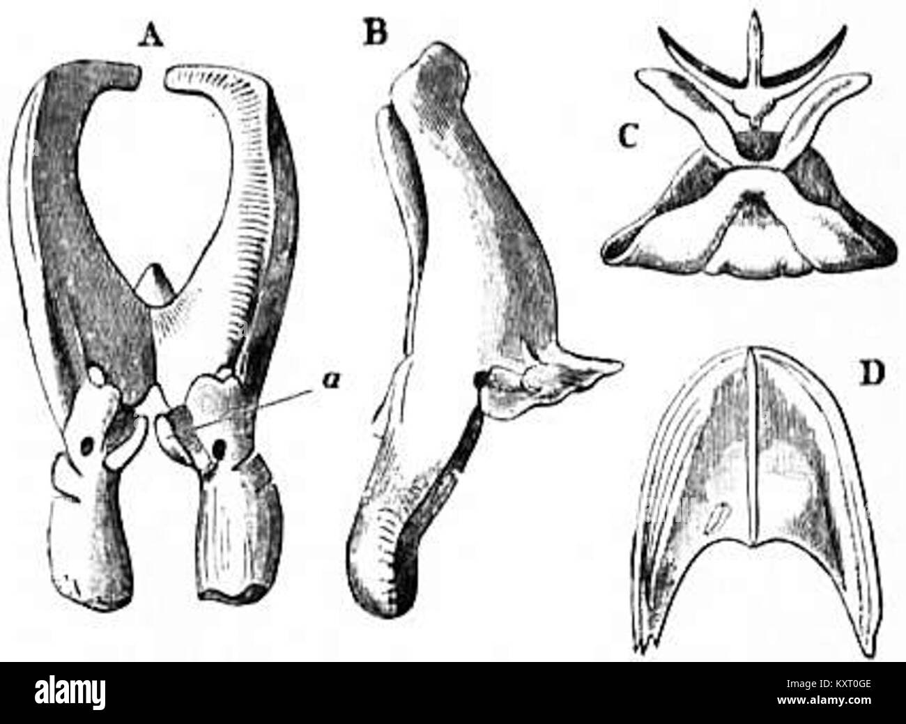 Cartilaginous skeletal structure Black and White Stock Photos & Images ...