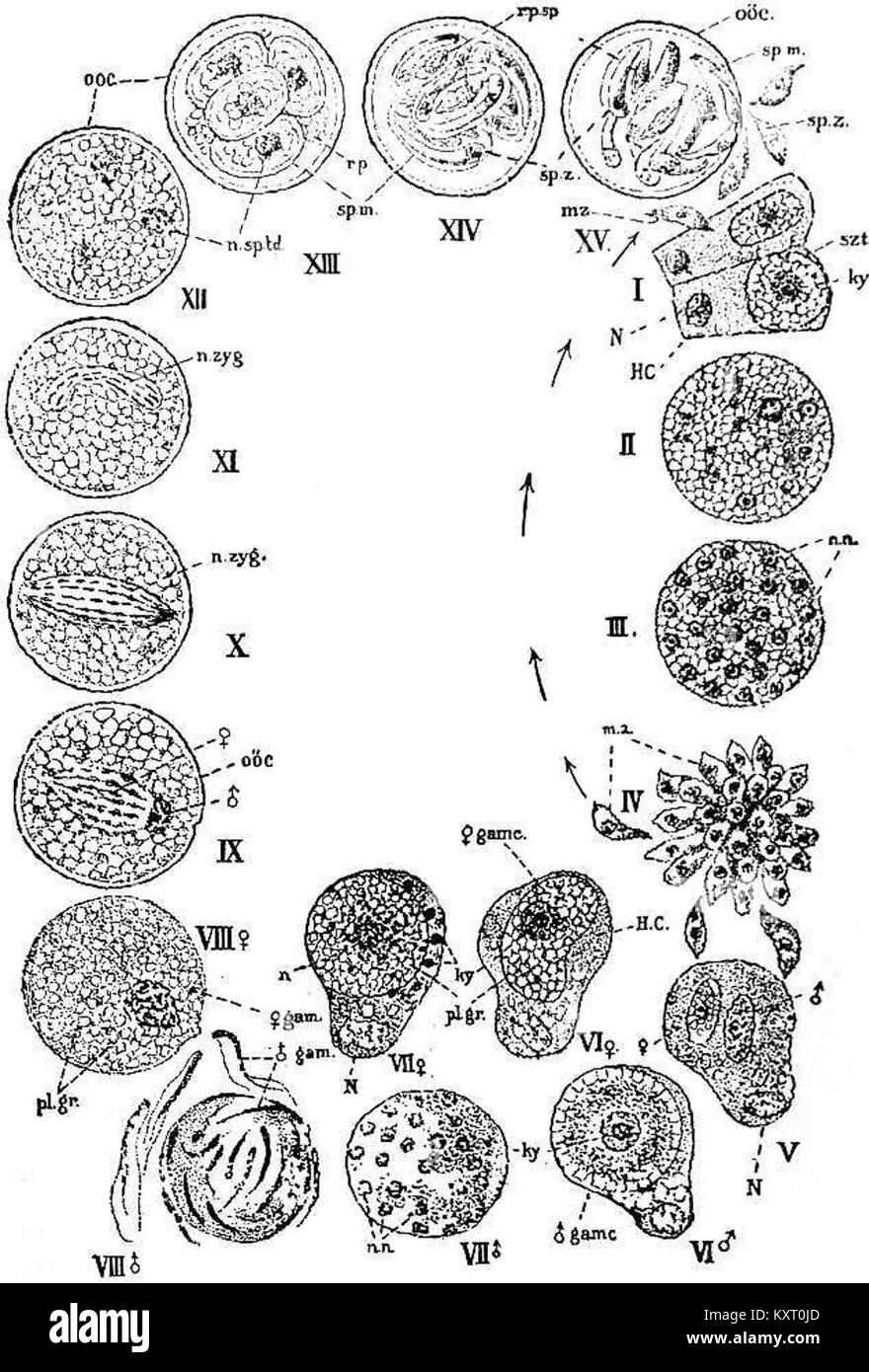 A scientific diagram from the 1911 Encyclopaedia Britannica depicting ...