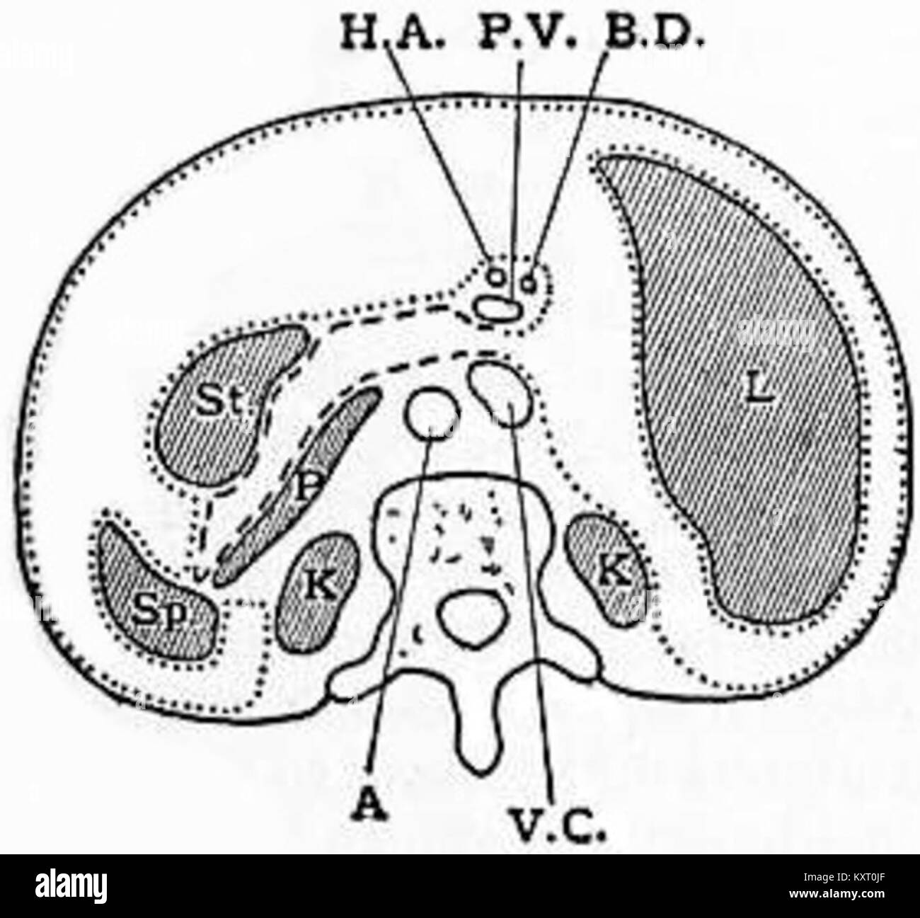 An anatomical diagram from the 1911 Encyclopaedia Britannica showing a ...