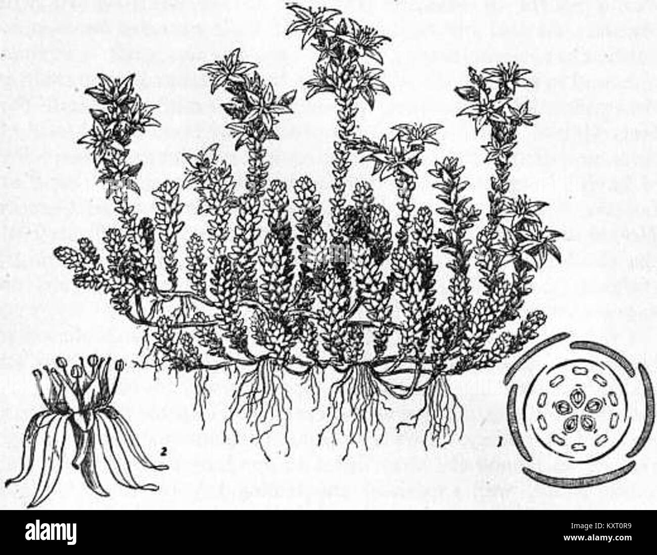 A botanical illustration from the 1911 Encyclopaedia Britannica showing ...