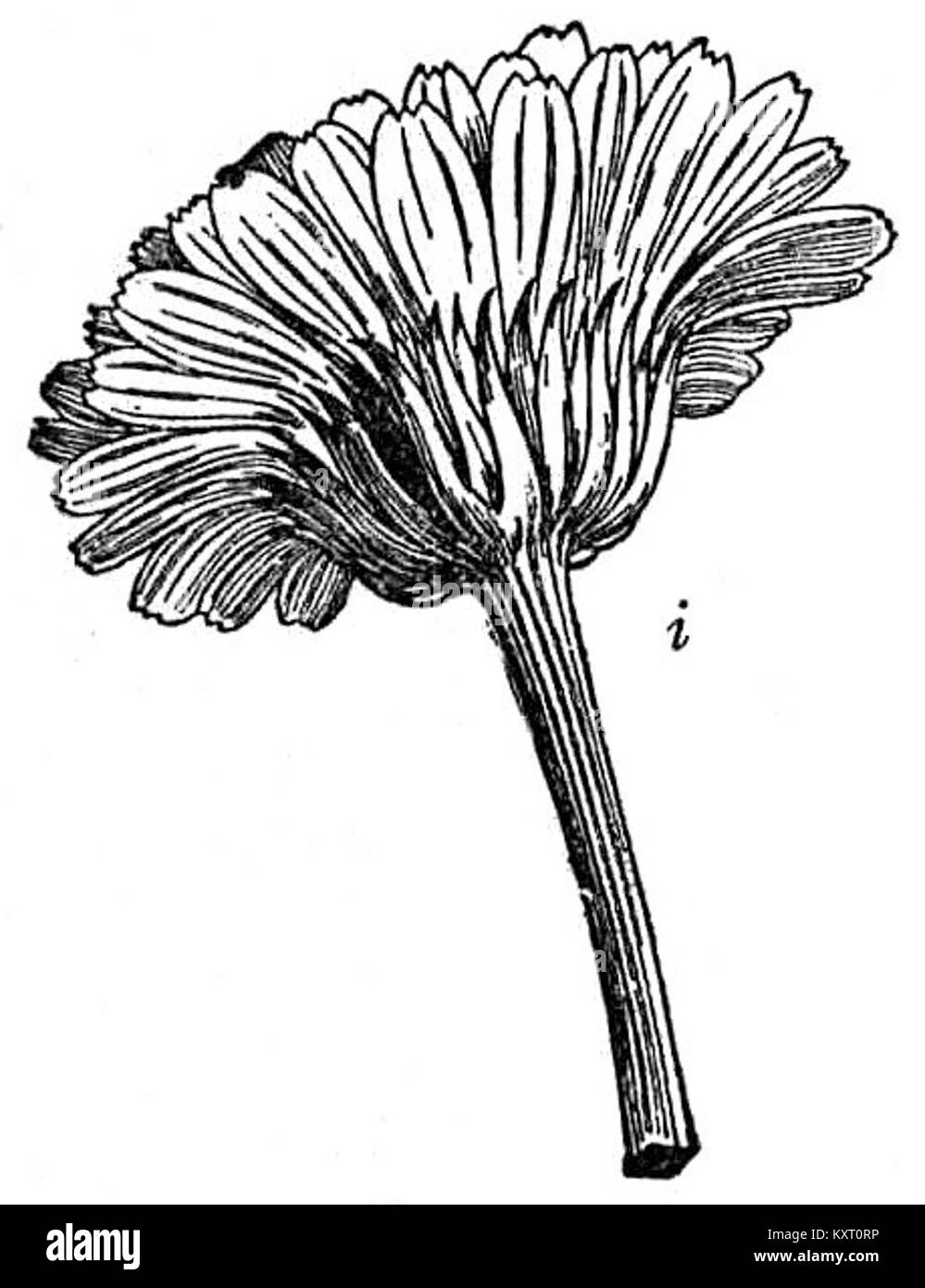 This image shows the head of a marigold flower, known scientifically as ...