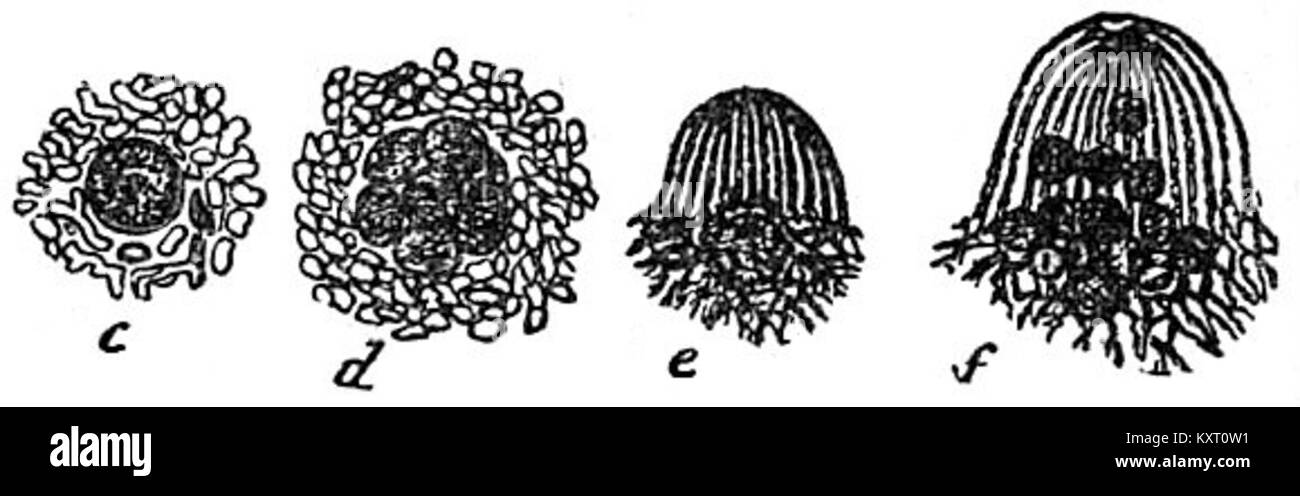 Usnea Black and White Stock Photos & Images - Alamy