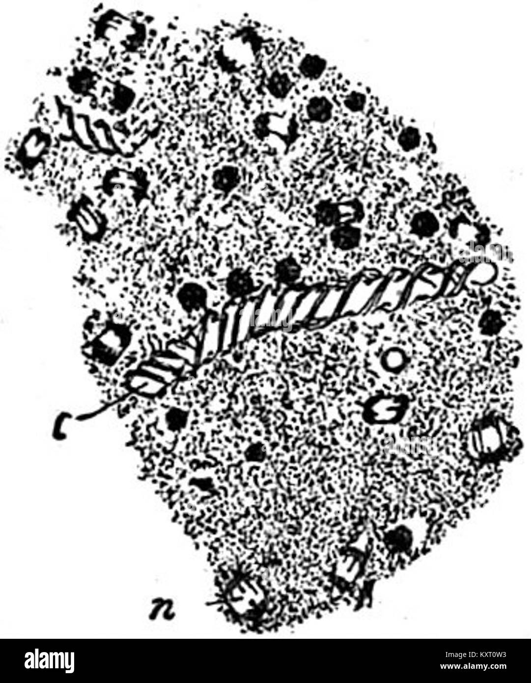 Scientific illustration of *Trichia varia*, a slime mold species ...