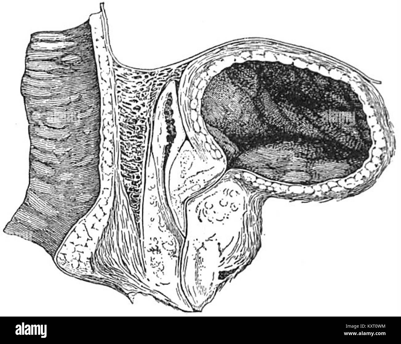 EB1911 Reproductive System, in Anatomy - section of bladder, prostate ...