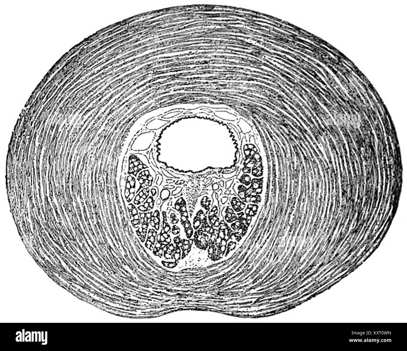 EB1911 Reproductive System - sheep's prostate Stock Photo - Alamy