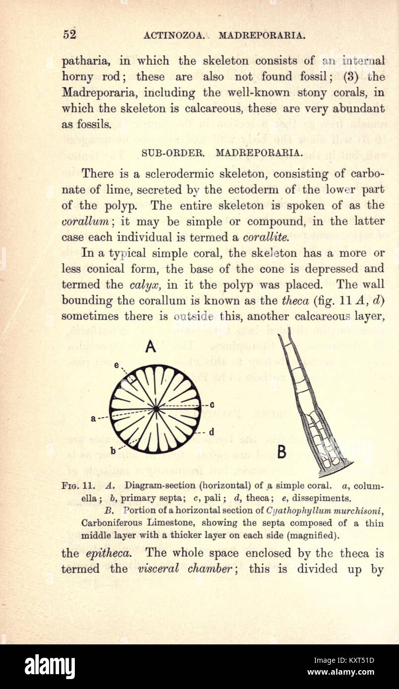 Paleontology introduction hi-res stock photography and images - Alamy