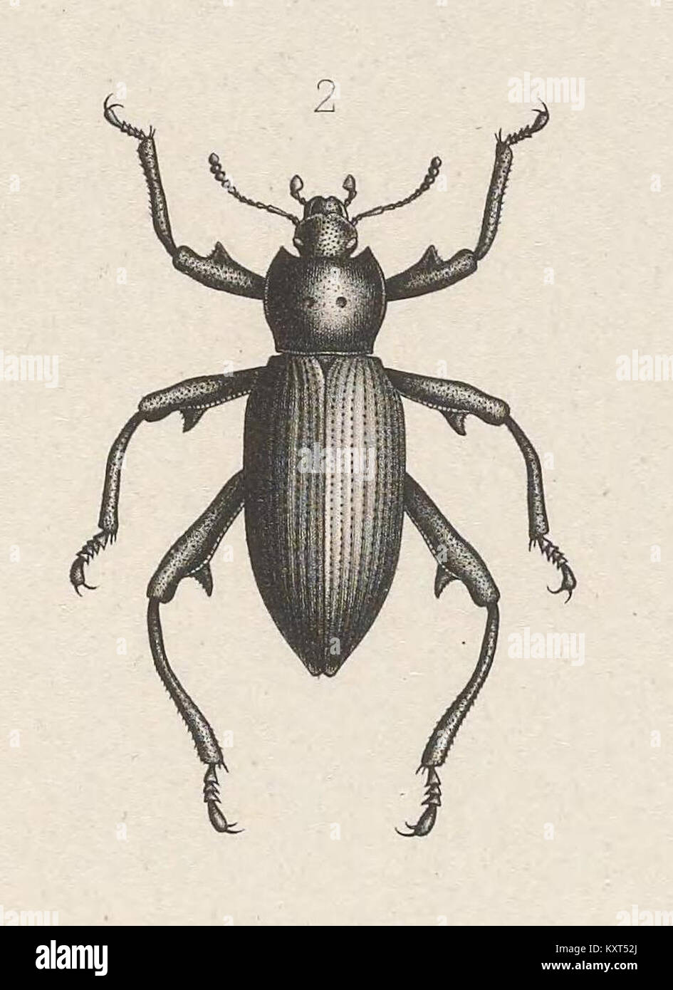'Eleodes armata' is a species of beetle, depicted in the 1859 edition ...