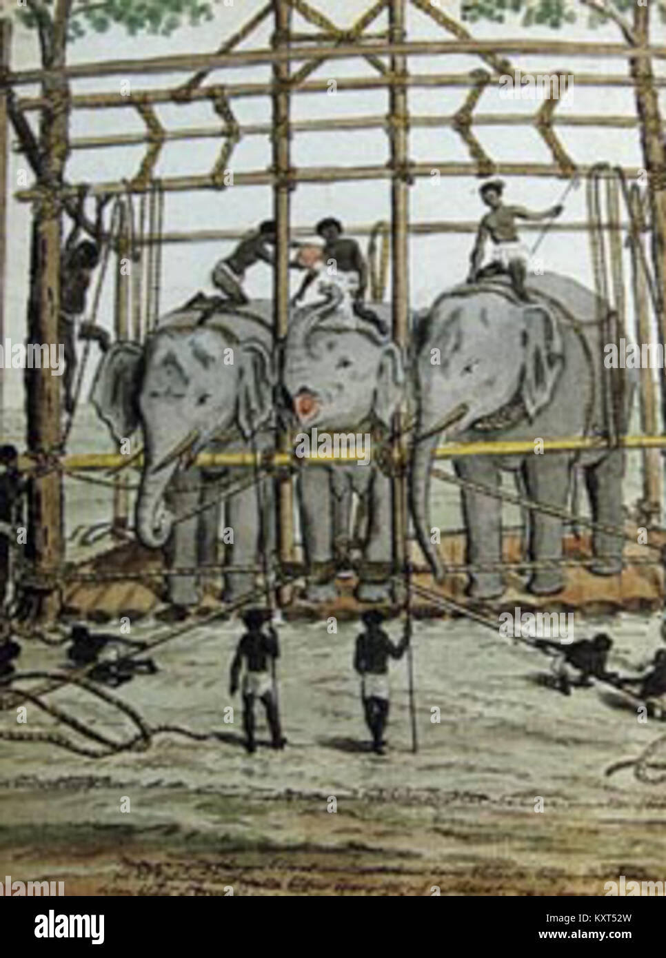 This title likely refers to elephants in the colonial context of Matara ...