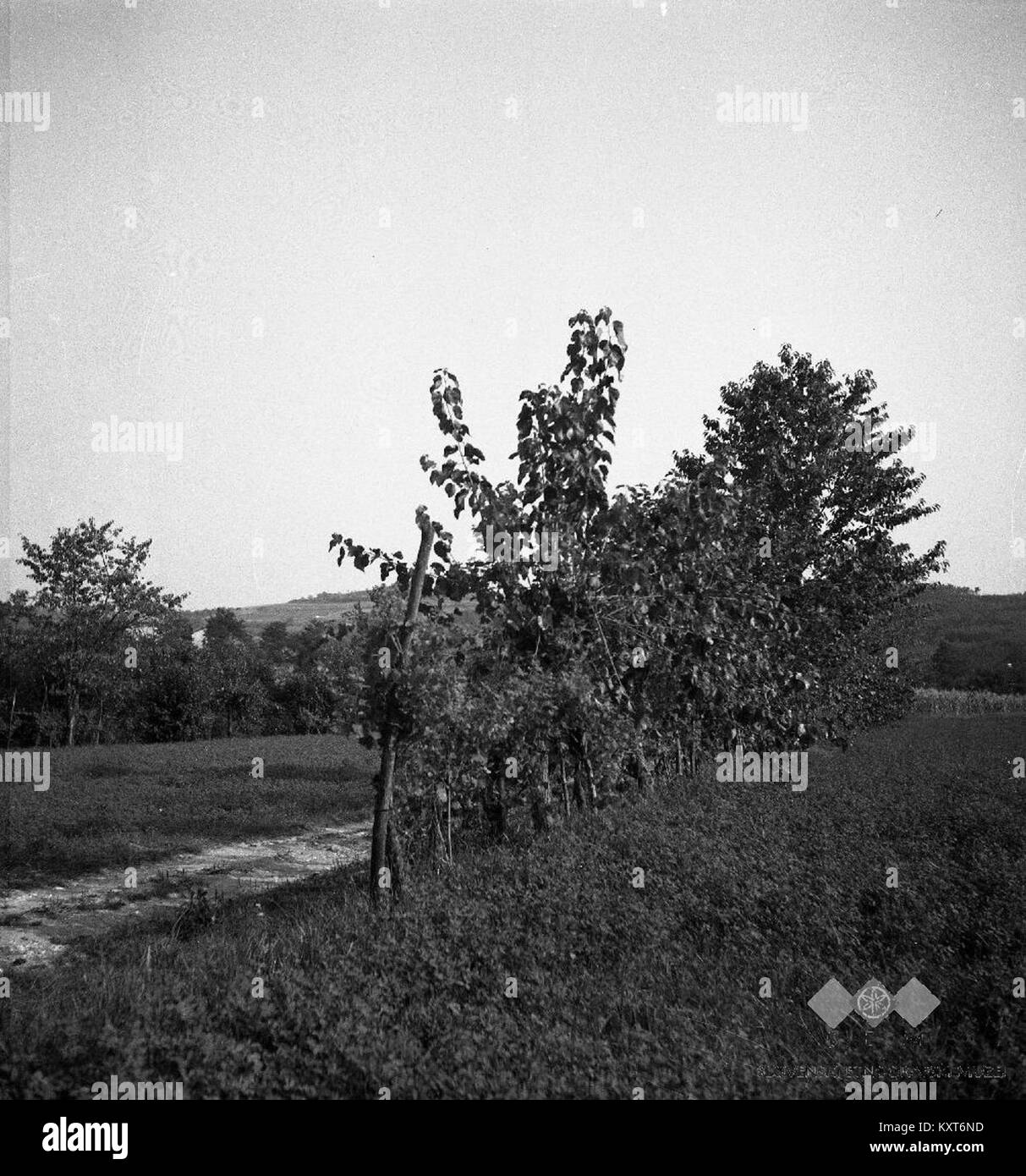 Ena vrsta trt na murvah, češpah in kolih, Neblo 1953 Stock Photo - Alamy