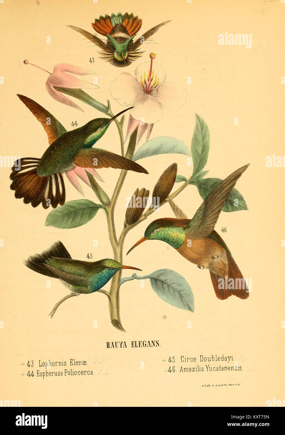 Scientific illustrations from a Mexican ornithological study depicting ...