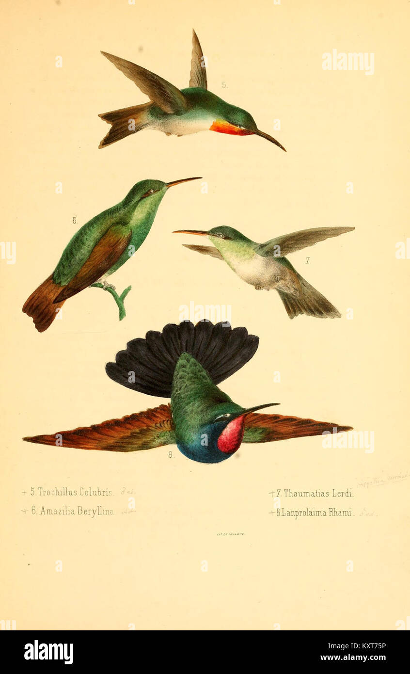 This title refers to an ornithological essay on hummingbirds ...